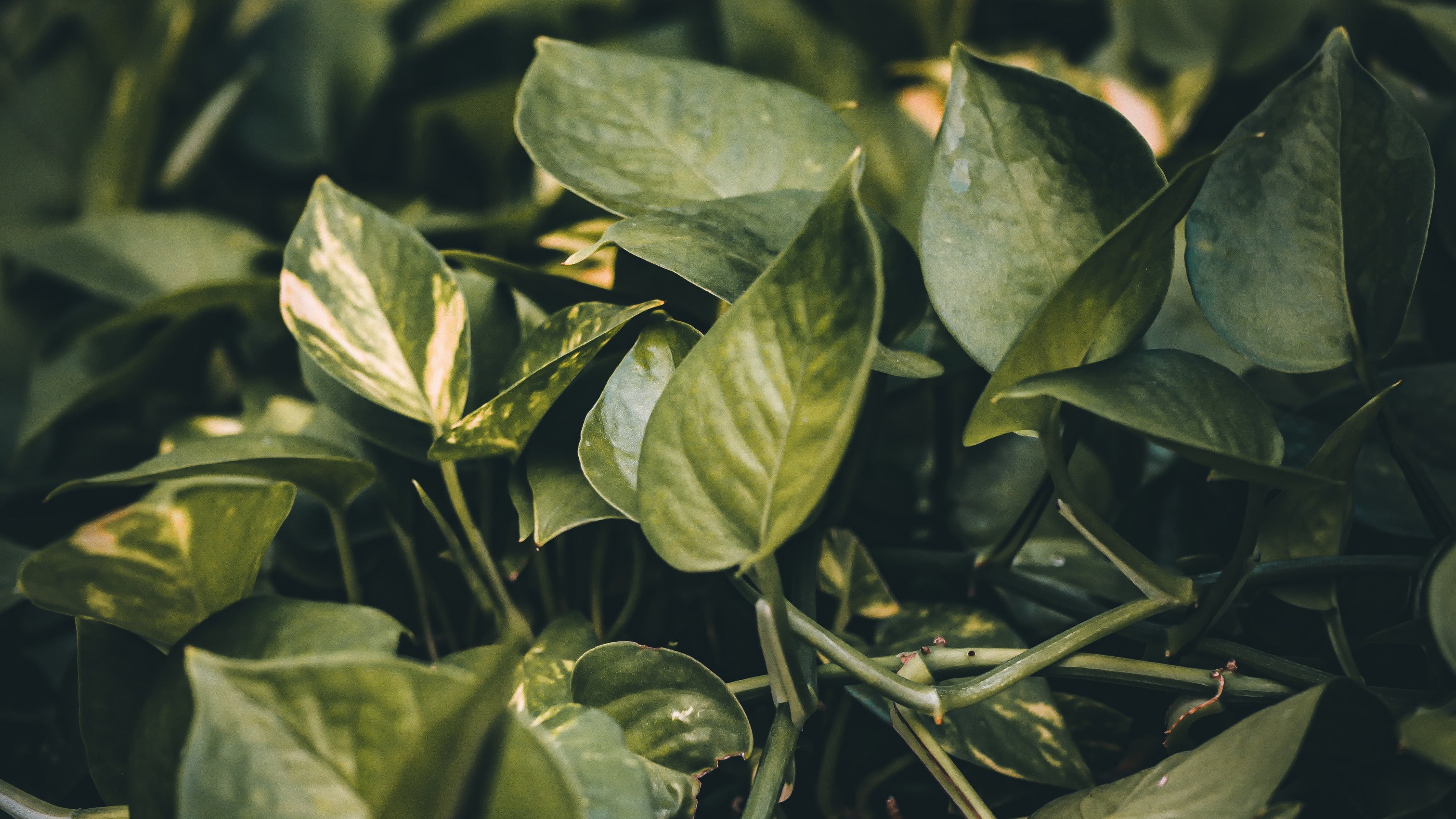 Pothos Complete Care Guide – bombotany