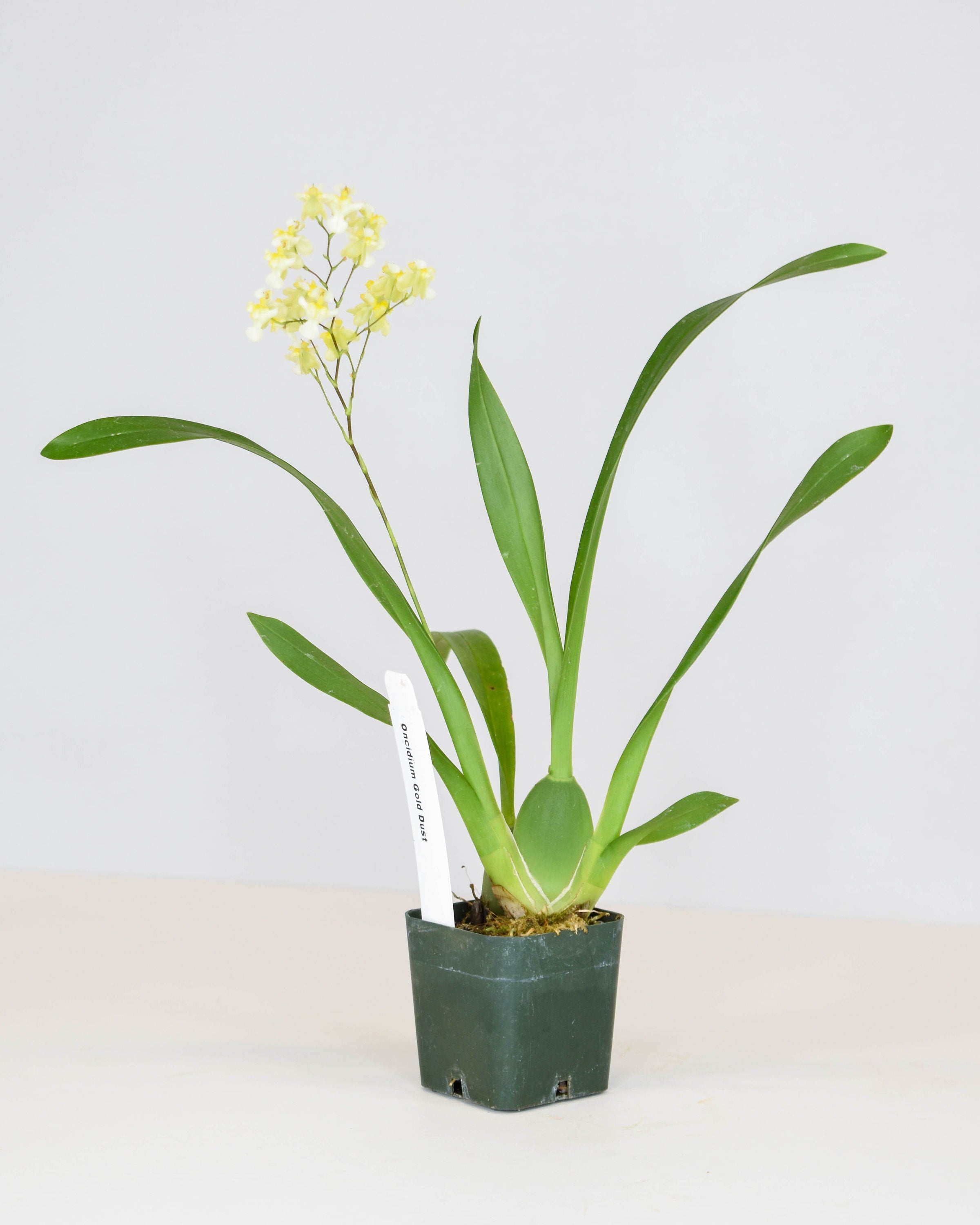 Fragrant Orchid Oncidium Gold Dust IN SPIKE – bombotany