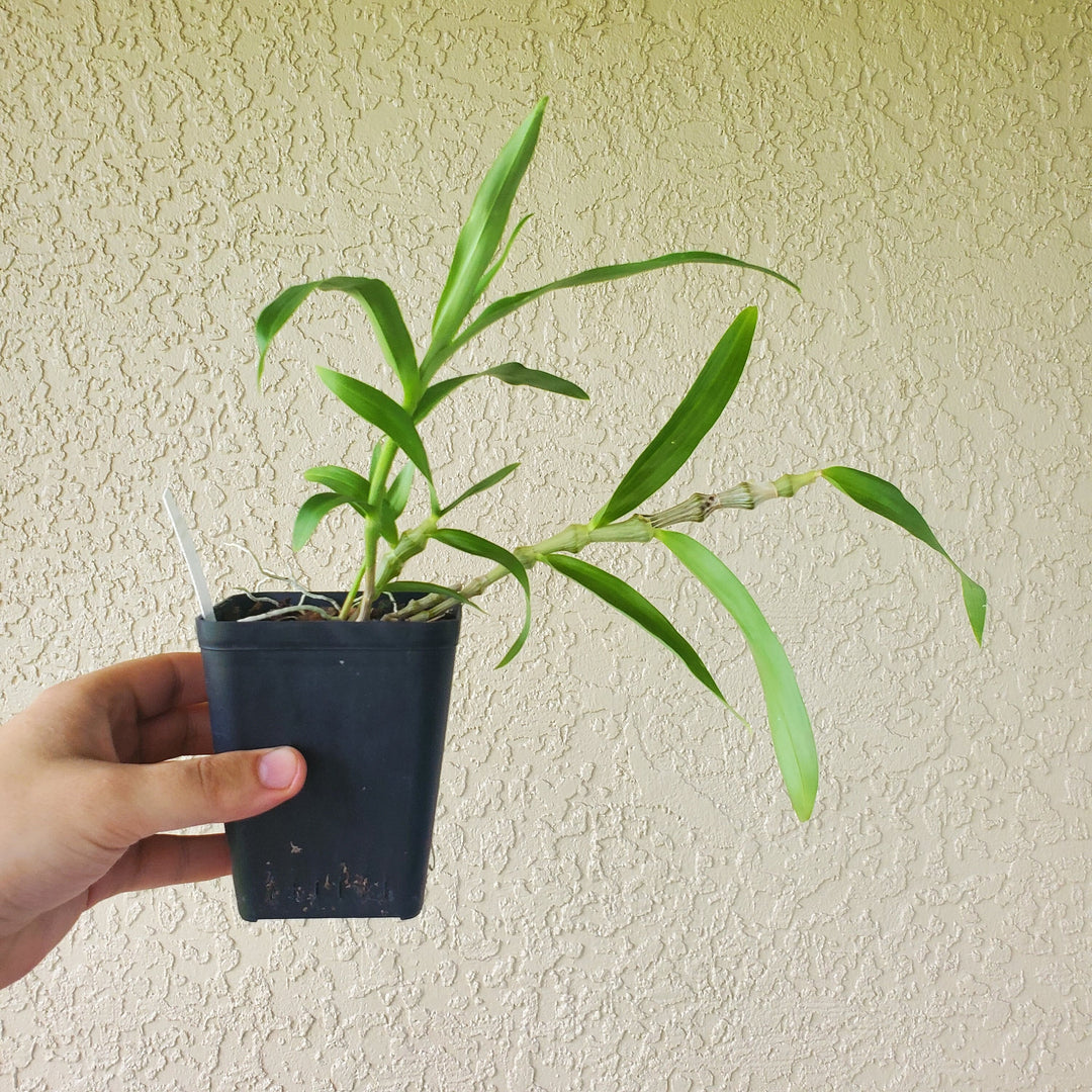 Wizard's Cane Dendrobium pendulum – bombotany
