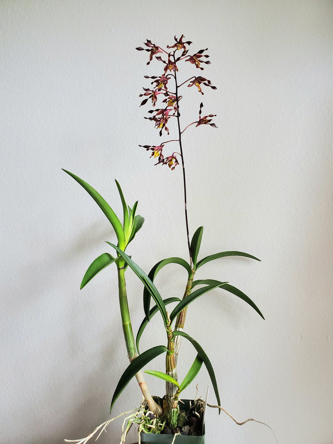 Antelope Type Dendrobium Tiny Twister IN SPIKE – bombotany
