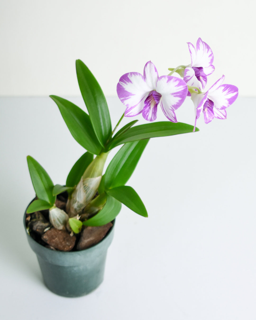 Mini Dendrobium Enobi Purple 'Splash' IN SPIKE – bombotany