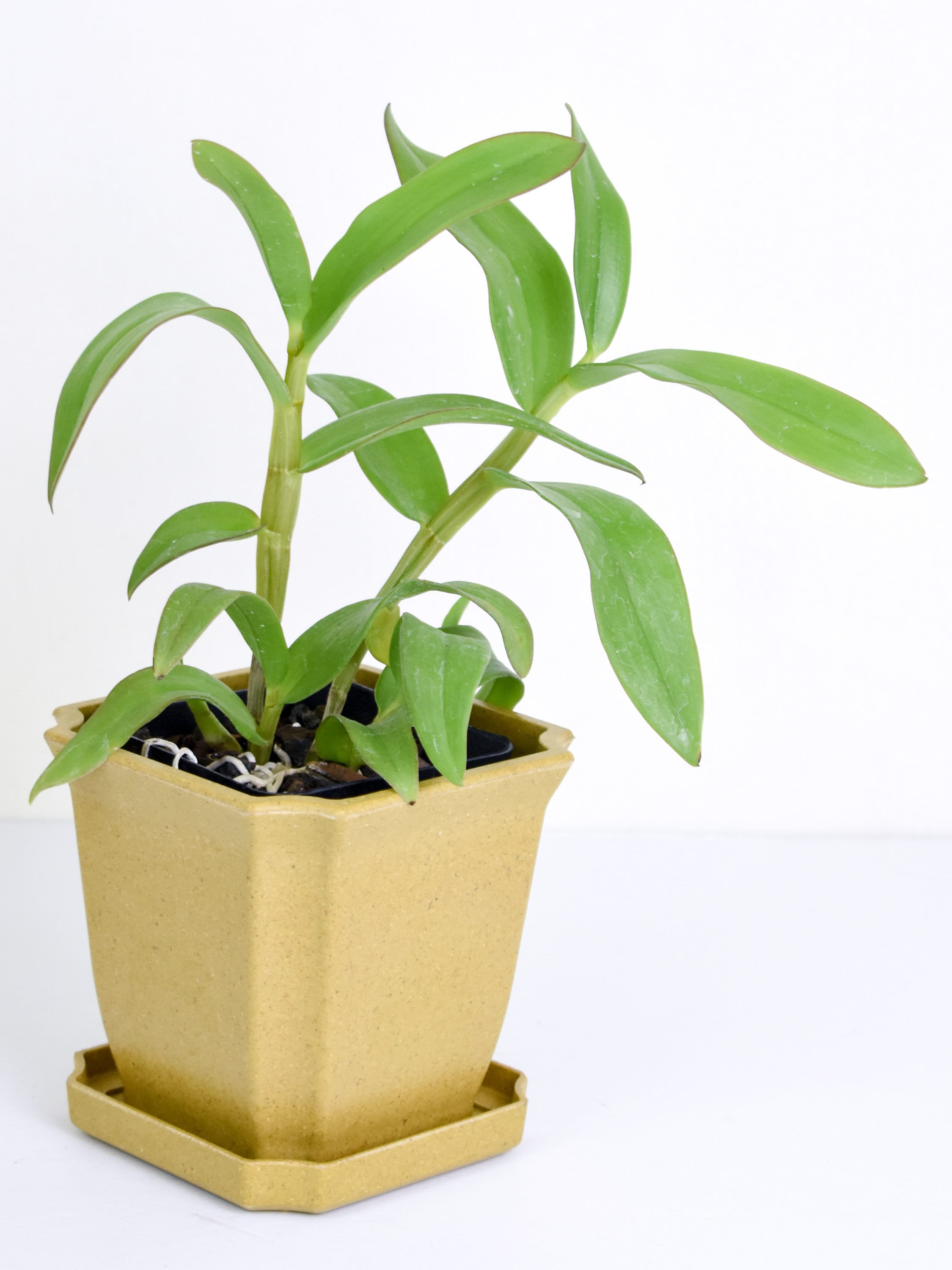 Antelope Type Dendrobium antennatum – bombotany