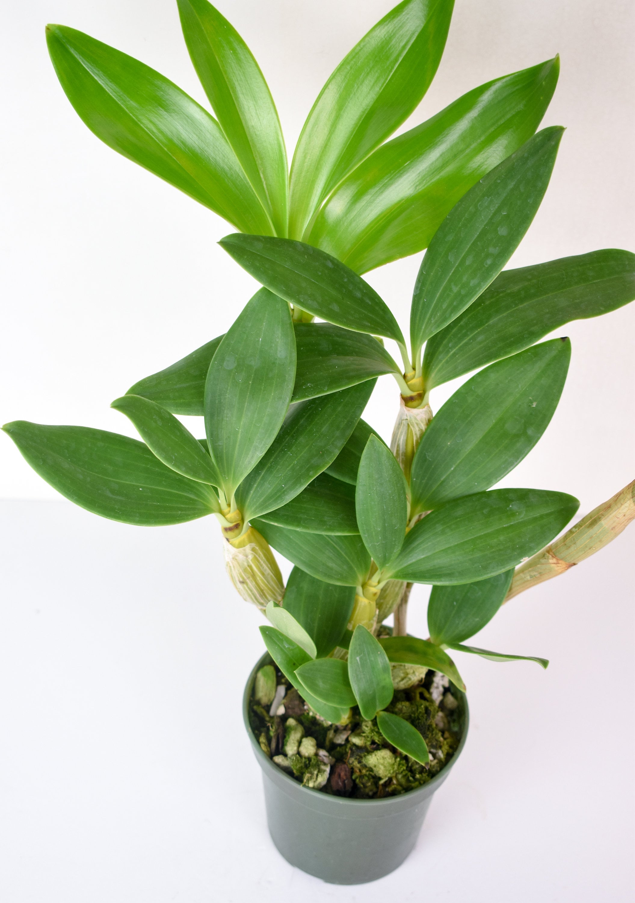 Fragrant Alien Orchid Dendrobium spectabile – bombotany