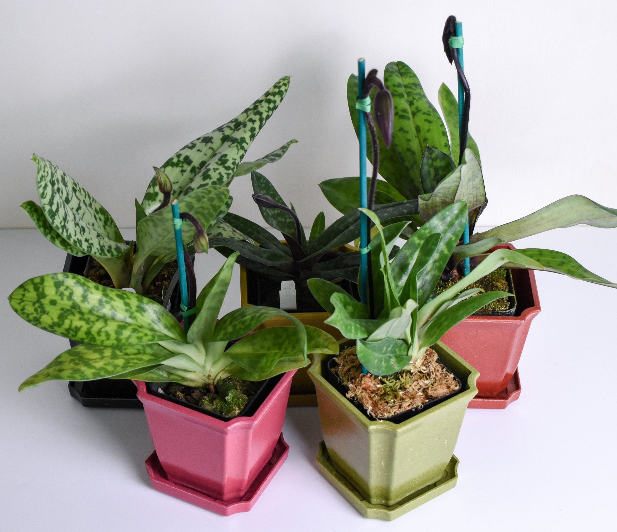 Mottled Leaf Paphiopedilum Maudiae IN SPIKE – bombotany