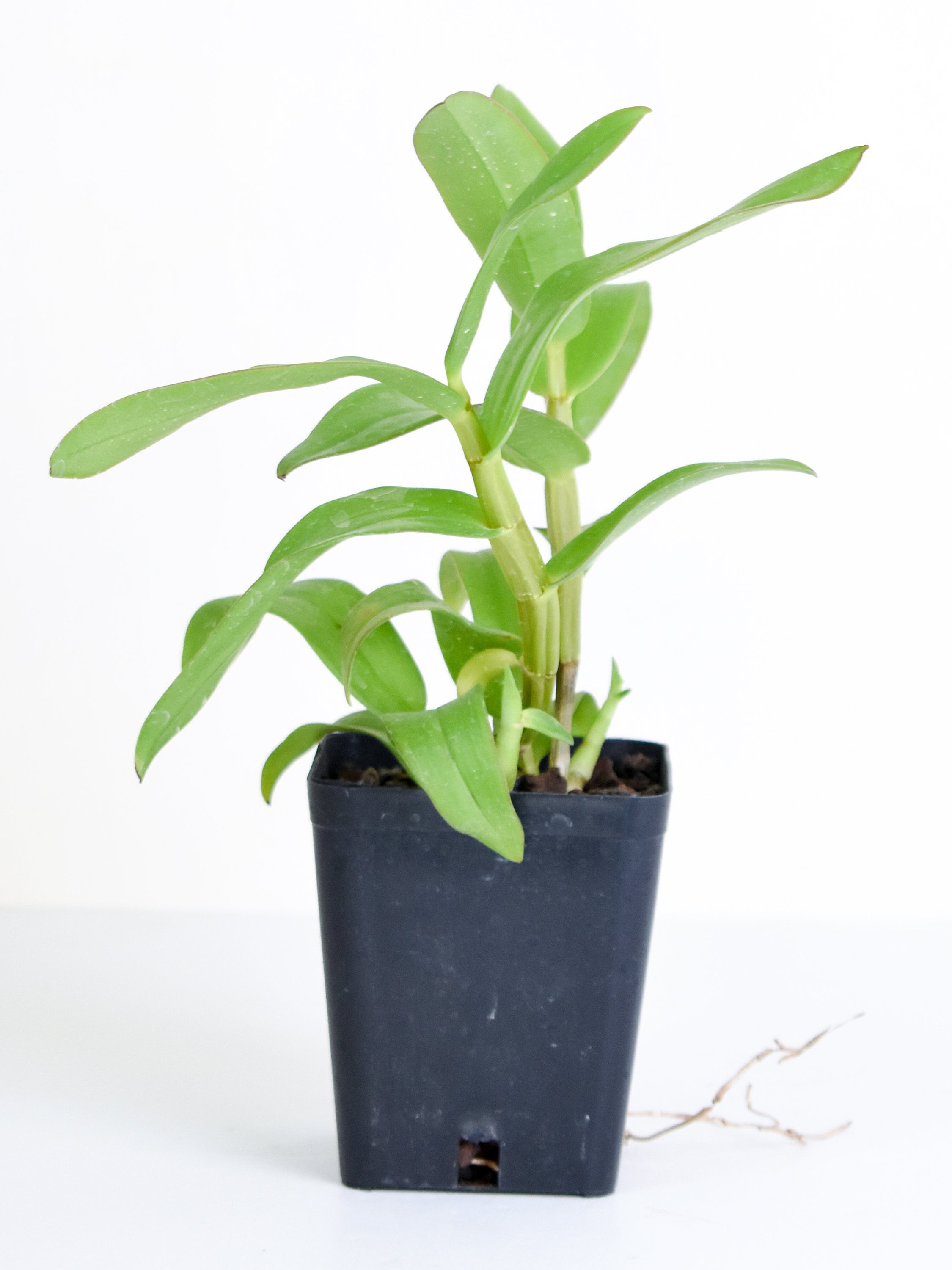 Antelope Type Dendrobium antennatum – bombotany