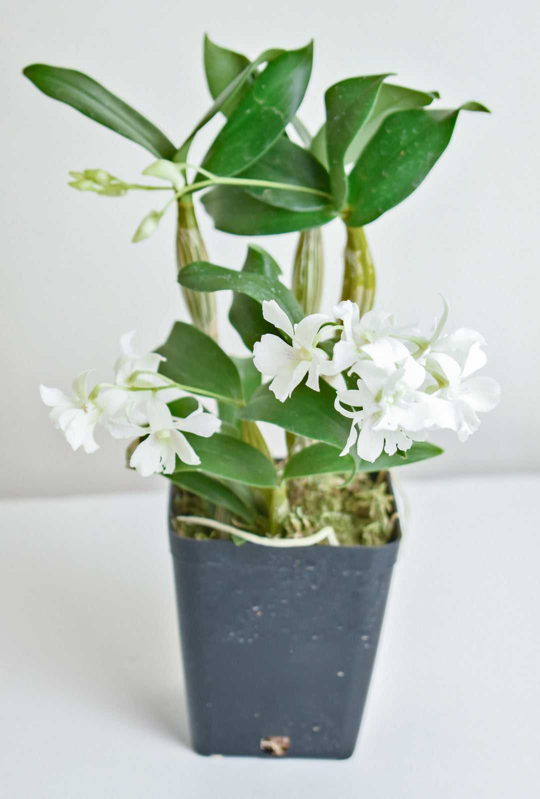 Fragrant Dendrobium Mini Snowflake IN SPIKE – bombotany