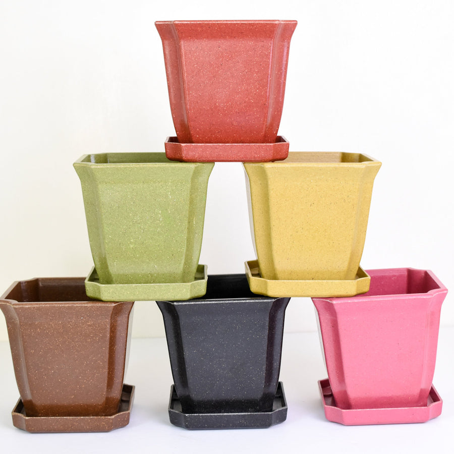 Bombotany Floriculture Boutique - Flowering Orchids & Bonsai – bombotany