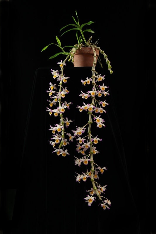 Wizard's Cane Dendrobium pendulum – bombotany
