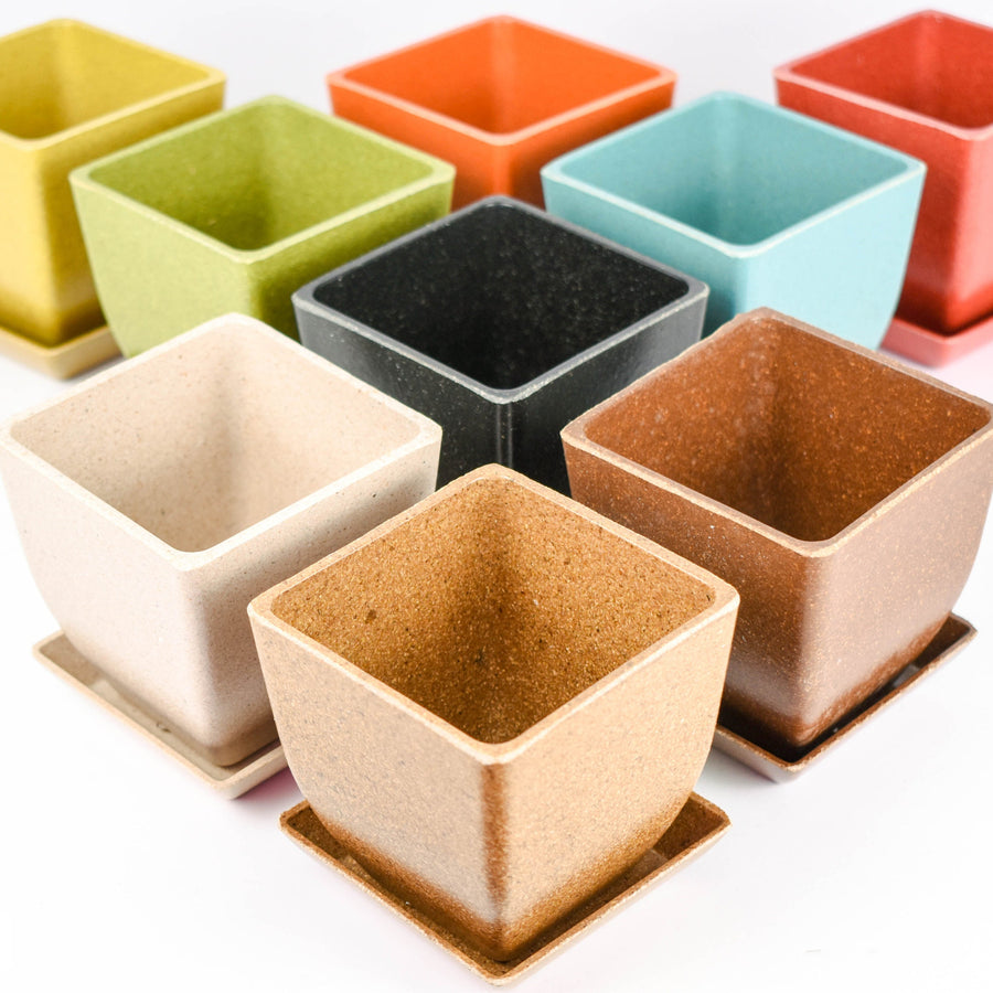 Bombotany Floriculture Boutique - Flowering Orchids & Bonsai – bombotany