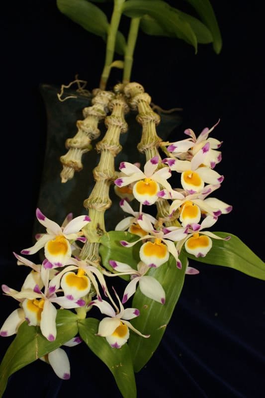 Wizard's Cane Dendrobium pendulum – bombotany