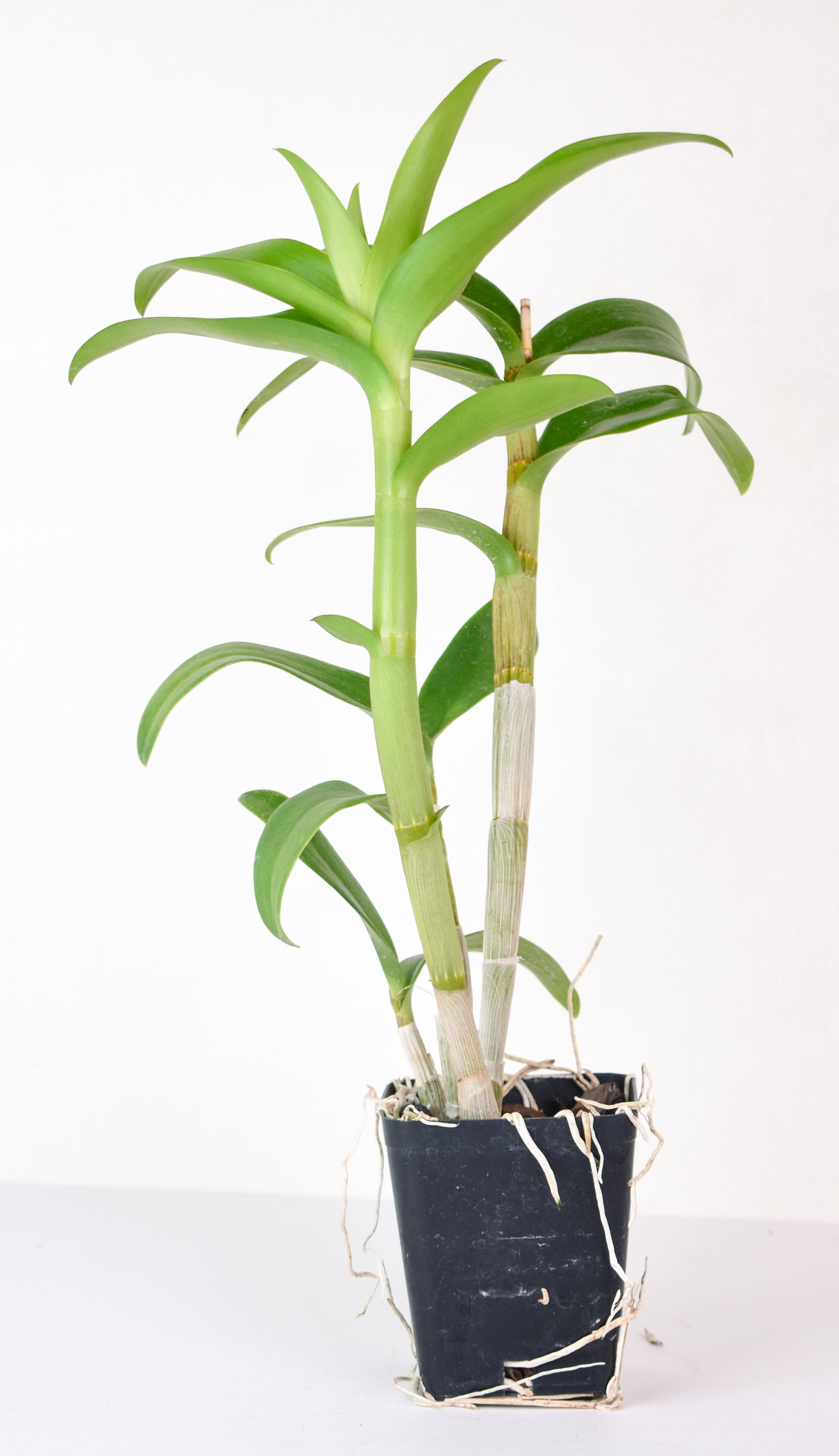 Antelope Type Dendrobium Butterscotch Ube IN SPIKE – bombotany