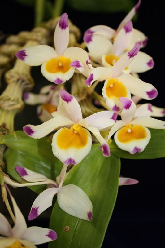Wizard's Cane Dendrobium pendulum – bombotany